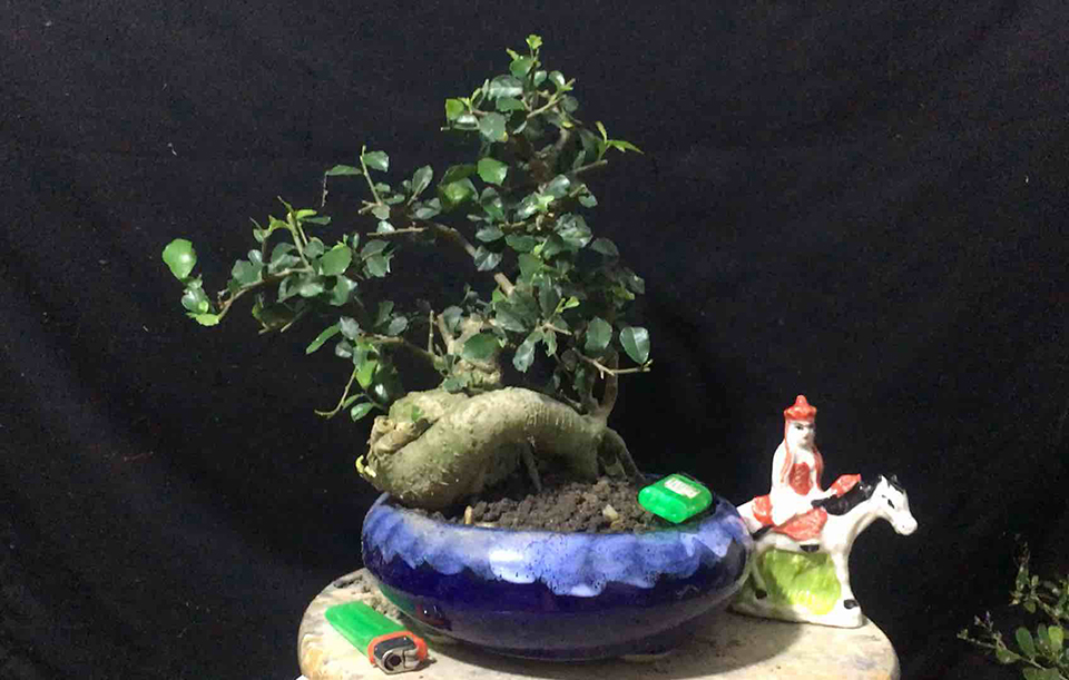 30 cây cảnh bonsai mini để bàn làm việc hợp phong thủy nhất