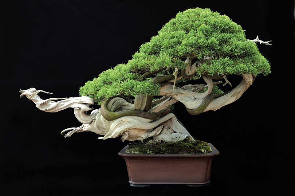 30 cây cảnh bonsai mini để bàn làm việc hợp phong thủy nhất