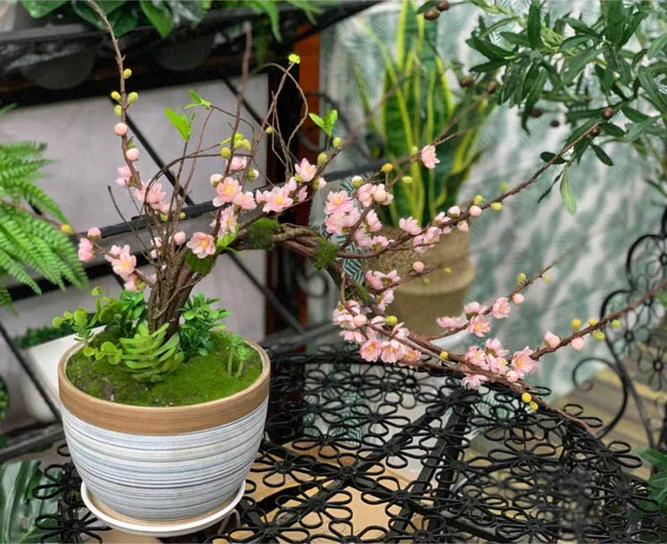 30 cây cảnh bonsai mini để bàn làm việc hợp phong thủy nhất